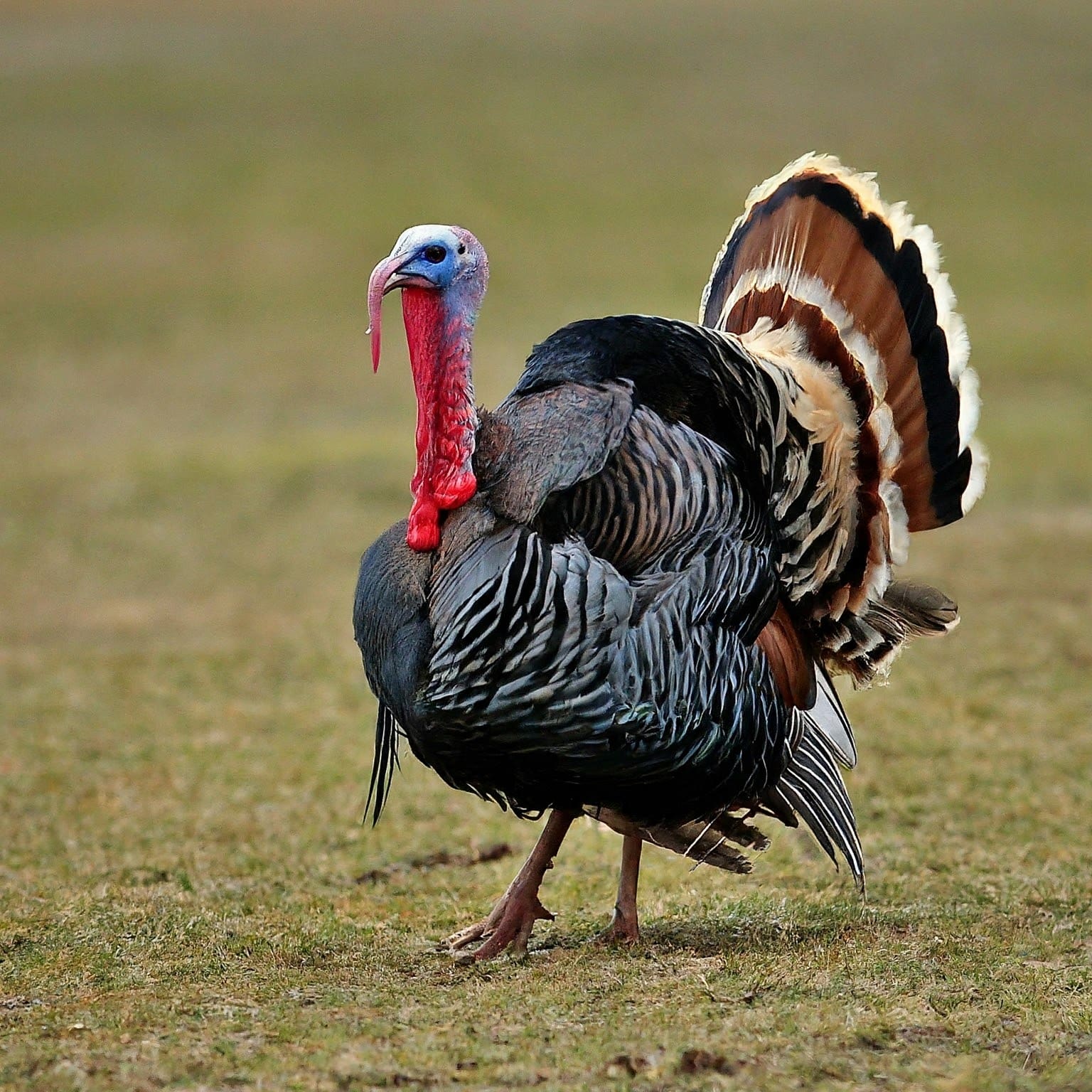 Can You Get Rid of a Turkey Neck? - Infinity Aesthetics